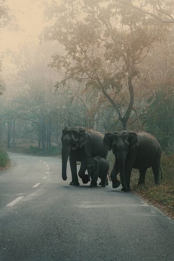 Tourist Places in Wayanad