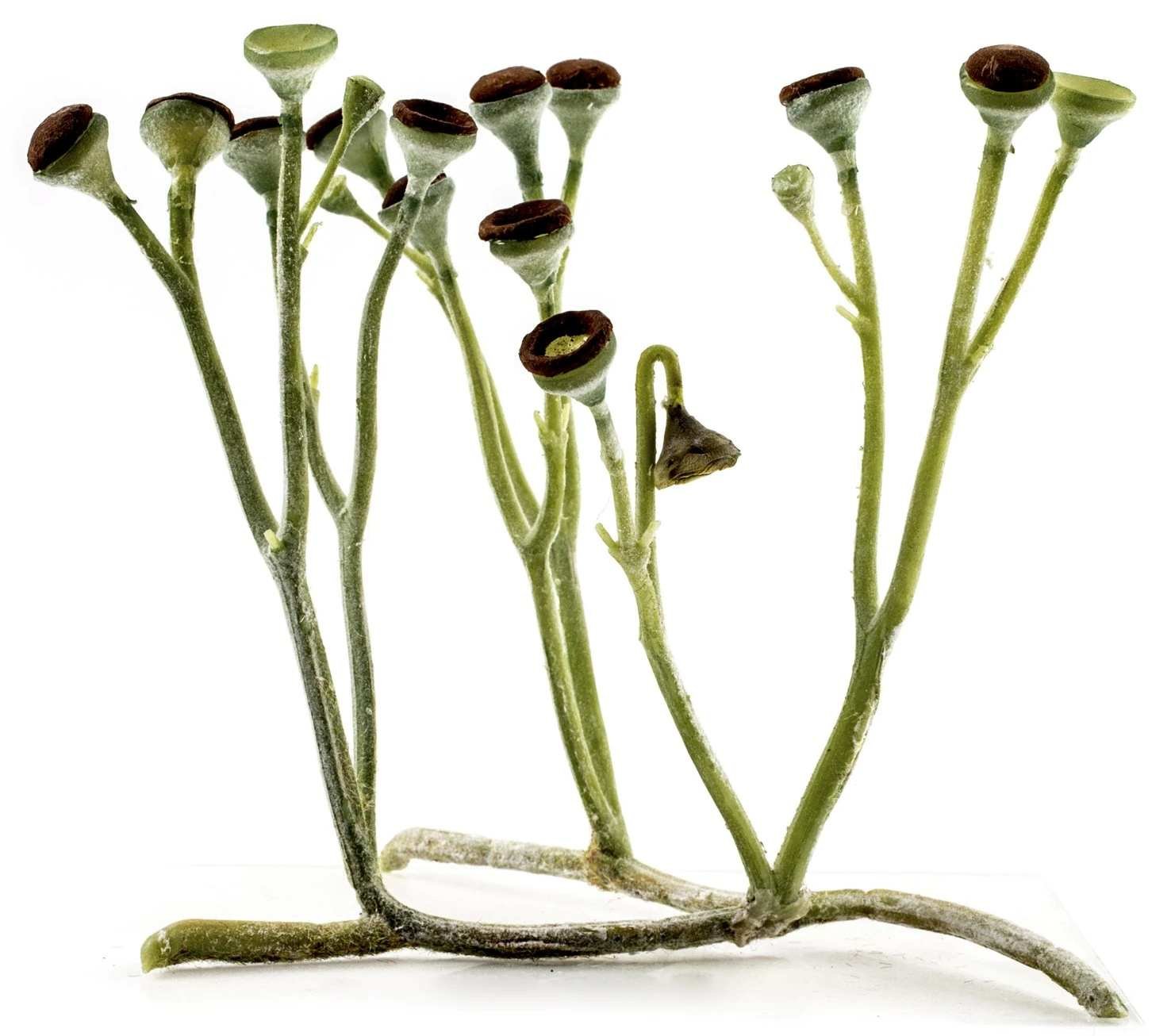 Top 10 Extinct plants in India with pictures and Information ...